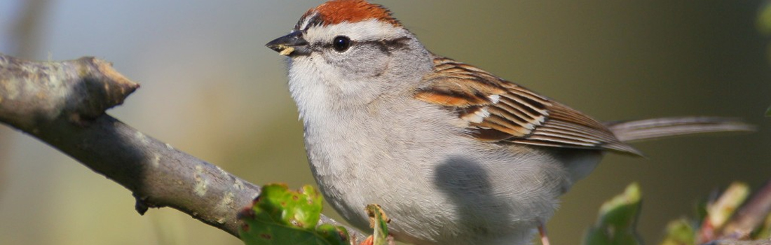 Falmouth Birds