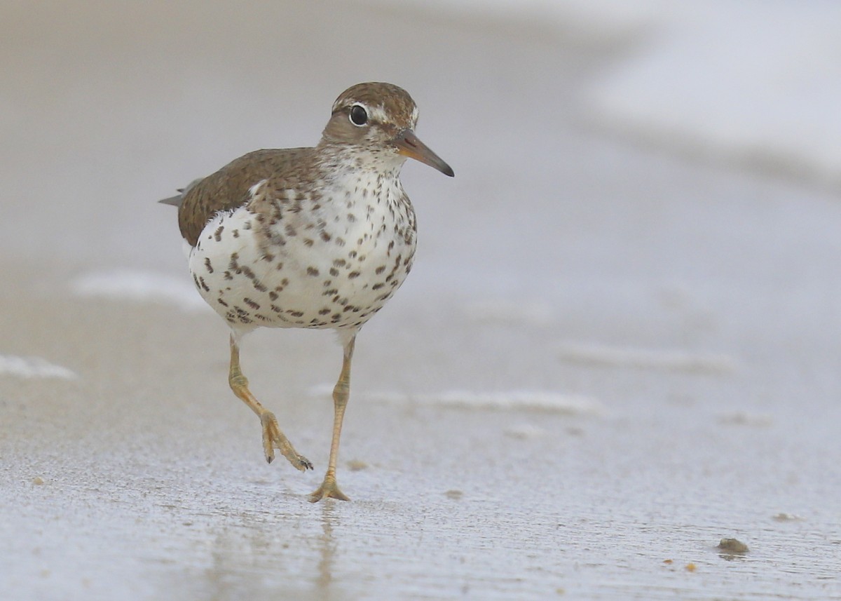 Spotted Sandpiper – Falmouth Birds